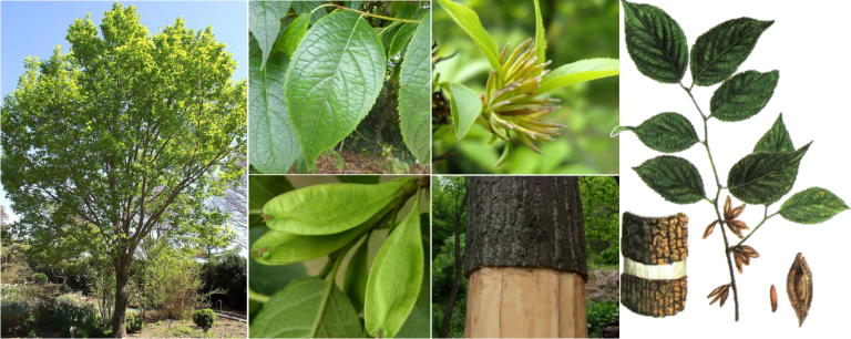 Dược liệu, vị thuốc Đỗ trọng (Mộc miên)